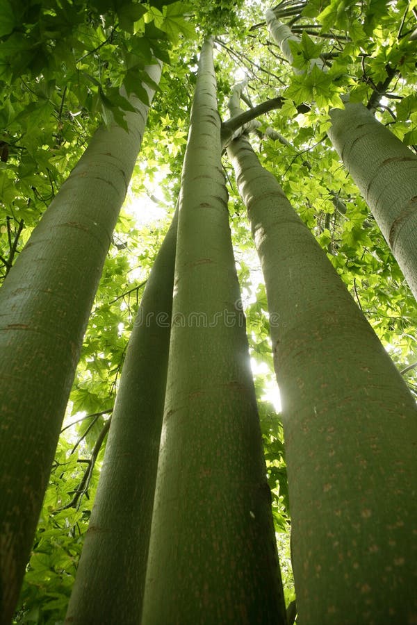 Australische Lange Bomen Groene Aard Stock Foto - Image of berg ...