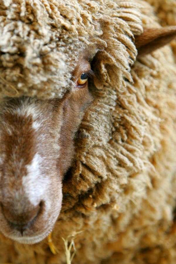 Australische Ooi stock foto. Image of lammeren, land, australië - 4427836