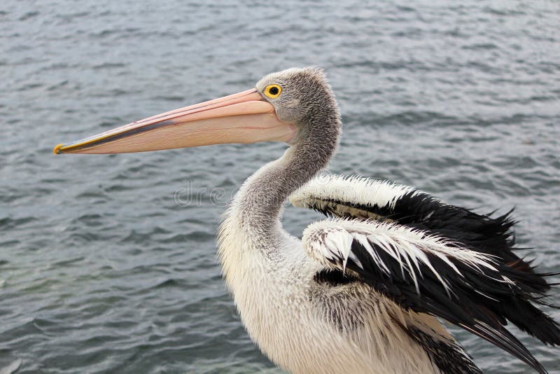 Australische Pelikaan stock afbeelding. Image of vrij - 28641463