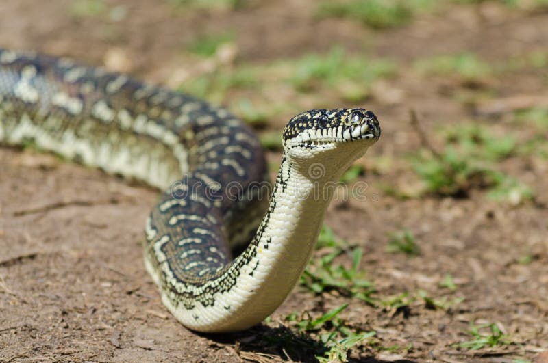 Australische Schlange - Diamond Python Morelia Spilota Stockfoto - Bild ...