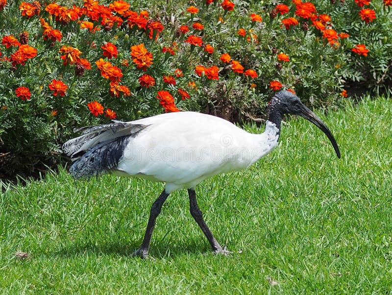 Australische Witte Ibis stock foto. Image of groen, vogel - 61888042