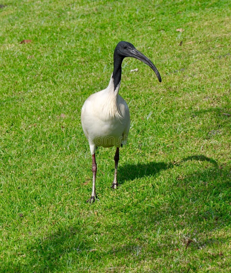Australische Witte Ibis stock foto. Image of groen, vogel - 61888042