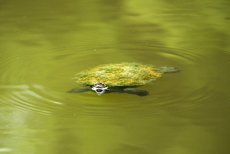 Australische Zoetwaterschildpad Stock Foto - Image of reptiel, schelp ...