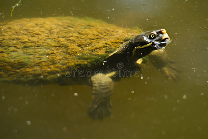 Australische Zoetwaterschildpad Stock Foto - Image of reptiel, schelp ...