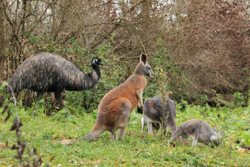 Australischer Busch stockbild. Bild von vogel, gras, busch - 22085699