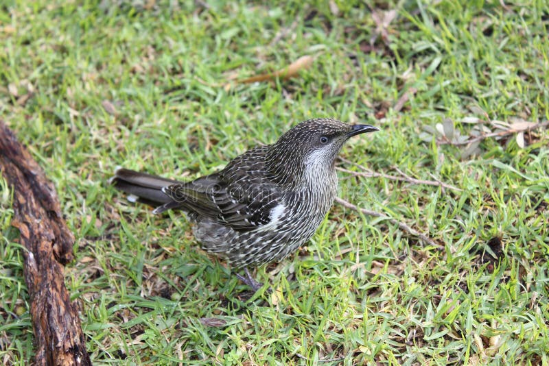 Wattle Bird, Der Auf Einem Zweig Sitzt, Der Mit Nahrung Im Mund ...