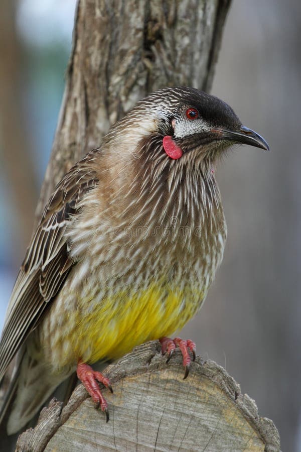Australischer Roter Zweig-Vogel Honeyeater Stockfoto - Bild von baum ...
