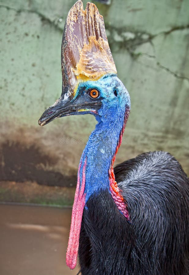Wilder Kasuar stockbild. Bild von schwarzes, wild, gefährdet - 48503287