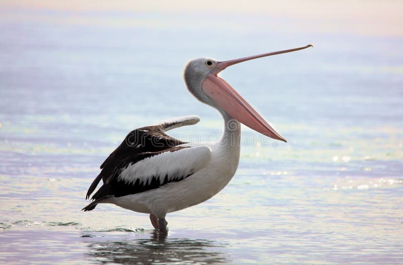 Australisches Pelikan Pelecanus Conspicillatus Stockbild - Bild von ...