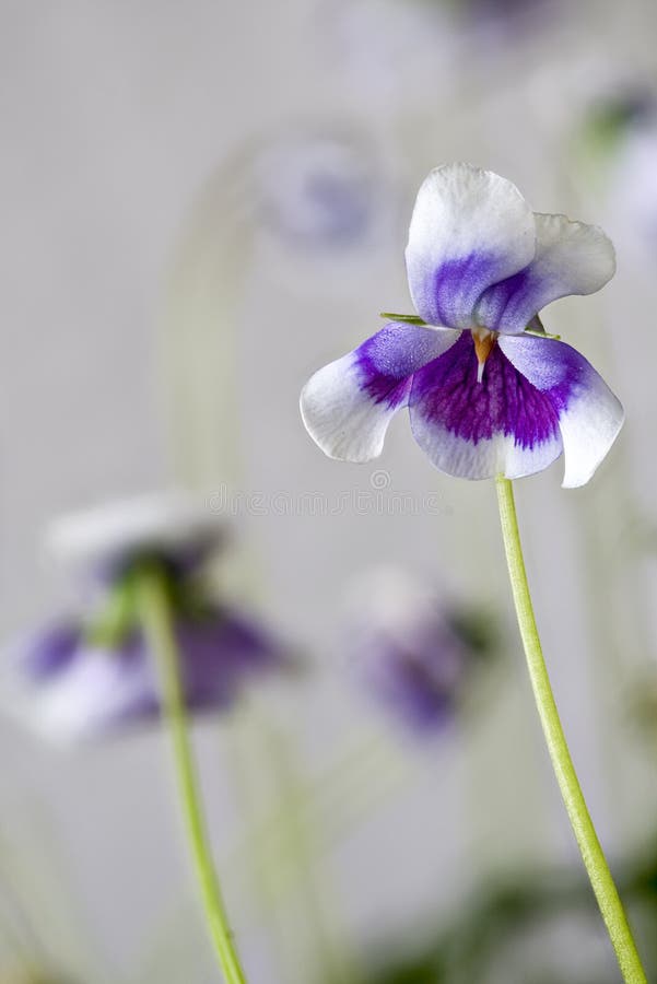 Australian Native Violet, Viola Hederacea Stock Image - Image of ...