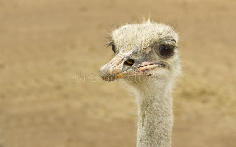 Australisk struts fotografering för bildbyråer. Bild av bili - 32756359