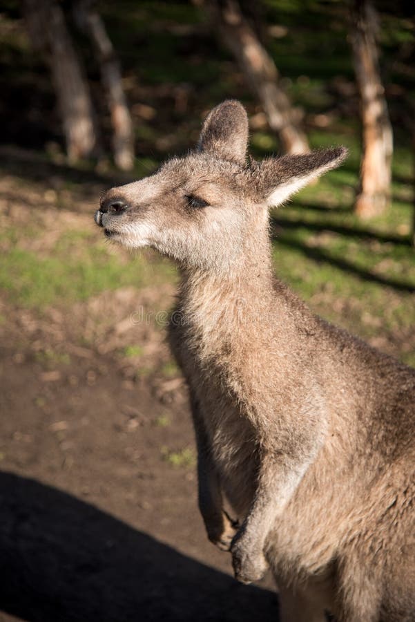 Vallaby: Djurliv Och Djur Av Australien Fotografering för Bildbyråer ...