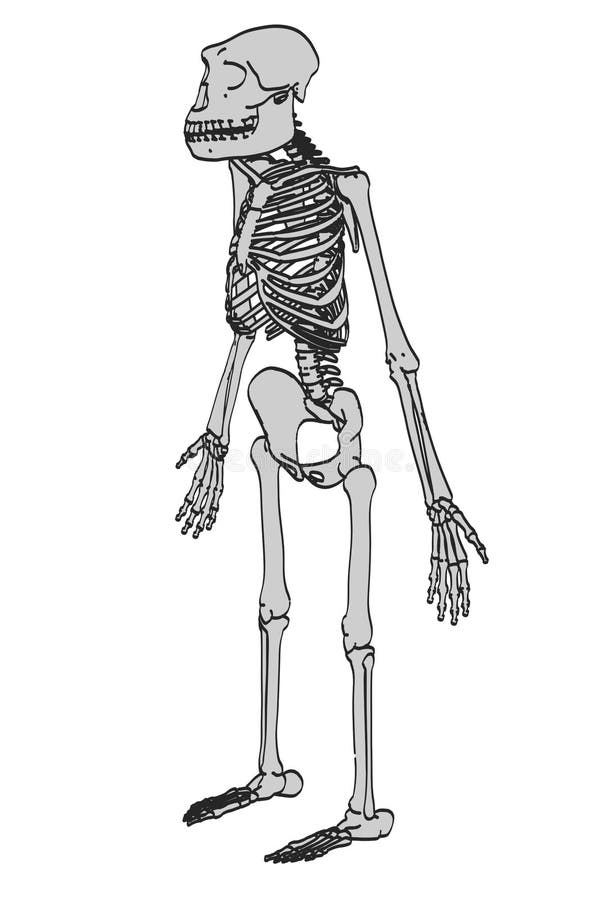 Australopithecus afarensis stock illustration. Illustration of bones ...