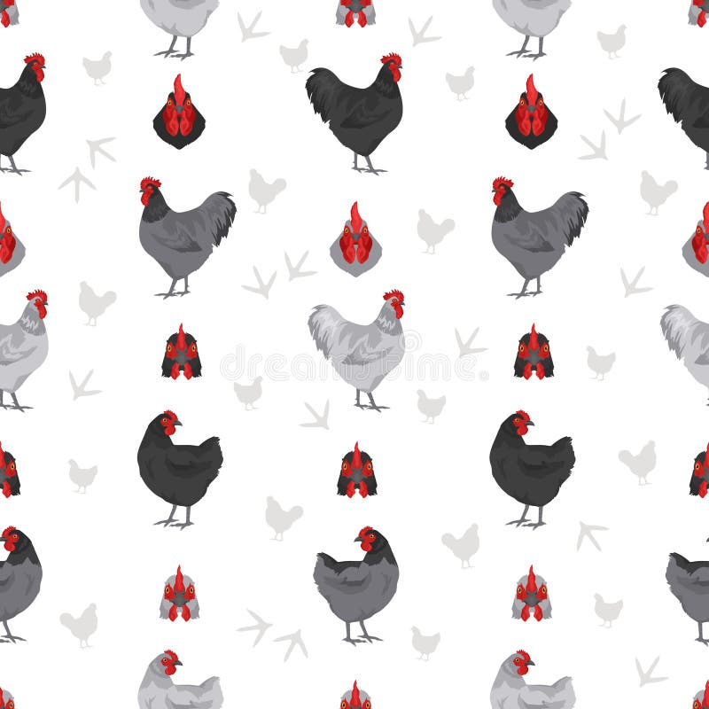 Australorp Chicken Breeds Seamless Pattern. Poultry and Farm Animals ...