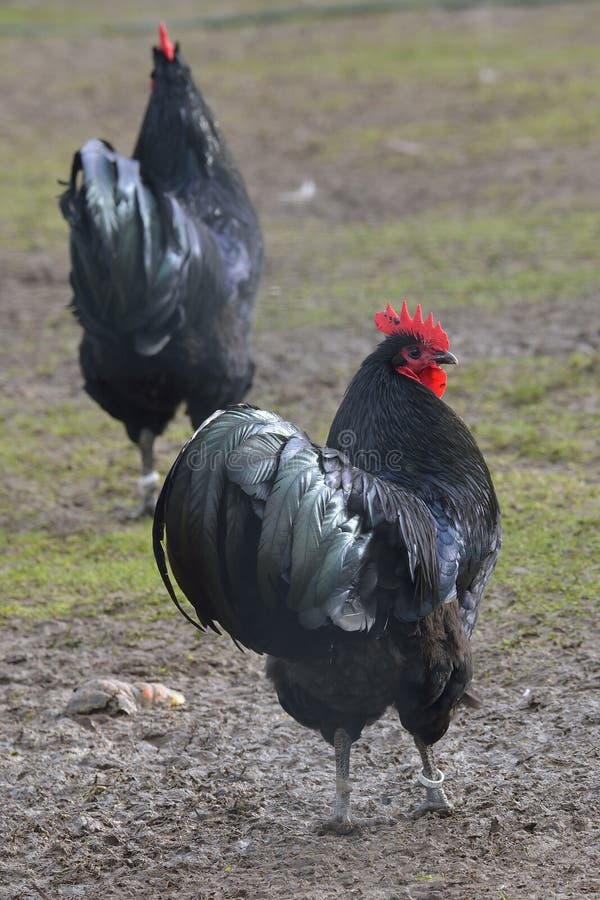 Australorp stock image. Image of grass, young, animal - 65822559