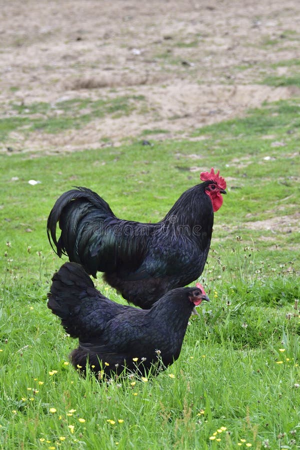 Australorp stock image. Image of black, feathers, male - 73094487