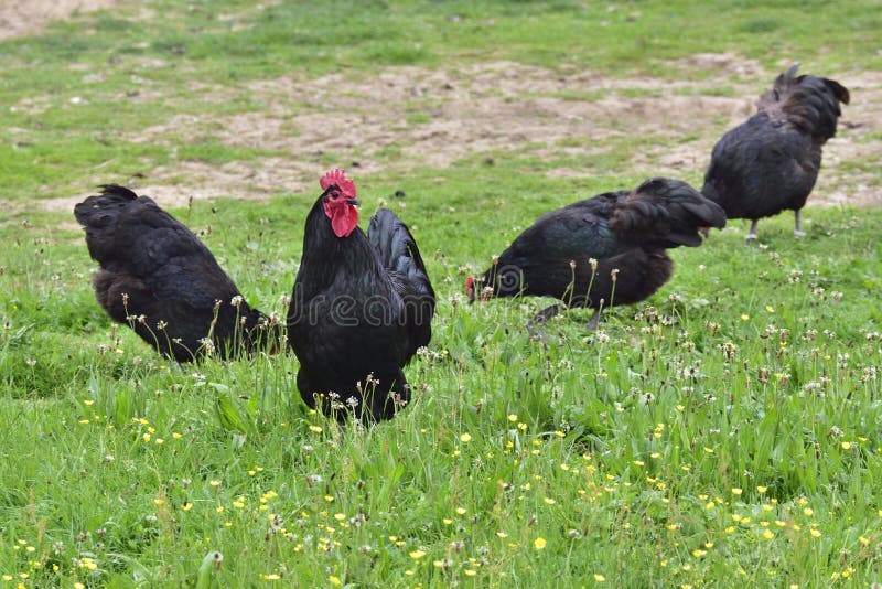 Australorp stock photo. Image of green, australian, layer - 73094670