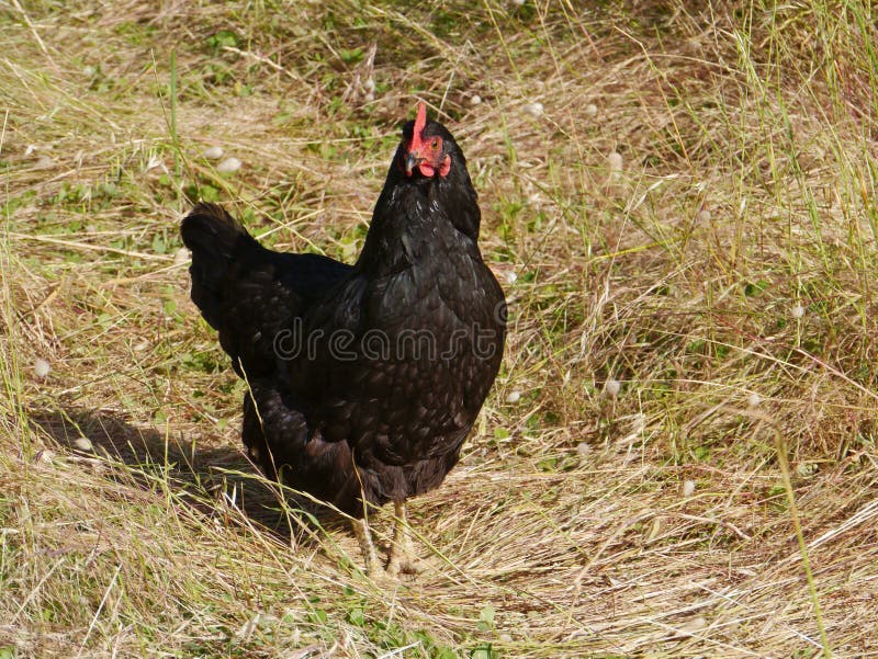 The Australorp is Native To Australia Stock Photo - Image of ...