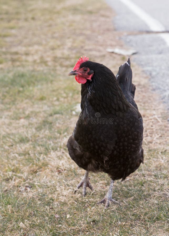 Gallina De La Casa De Australorp Negro Imagen de archivo - Imagen de ...