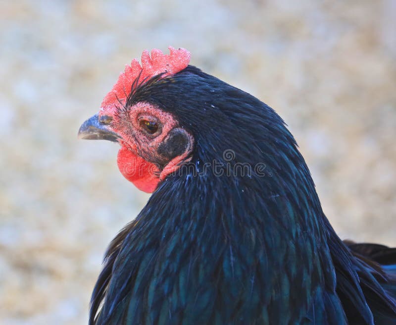 197 Australorp Chicken Stock Photos - Free & Royalty-Free Stock Photos ...