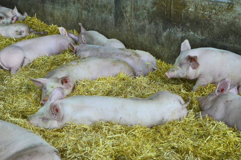 Austria, animal farming stock image. Image of horizontal - 68069719