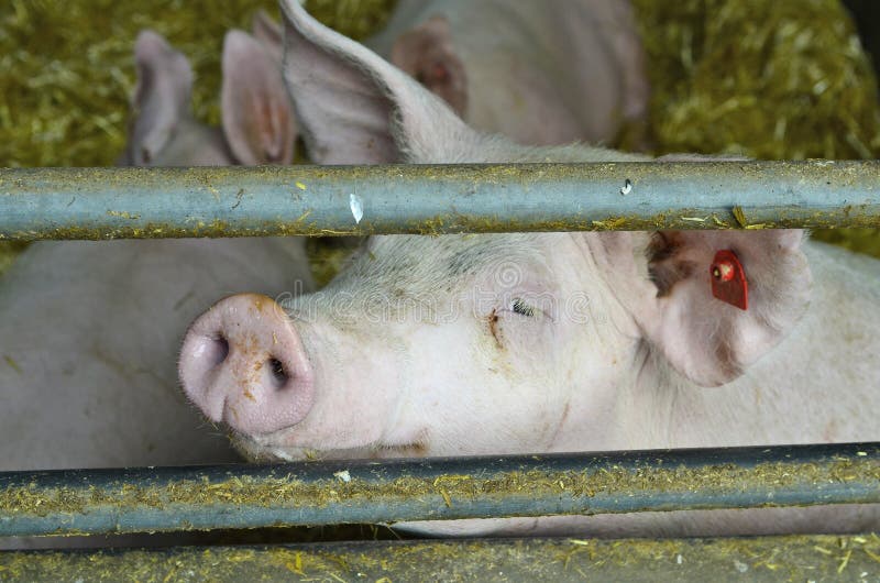 Austria, animal farming stock image. Image of farming - 66828165