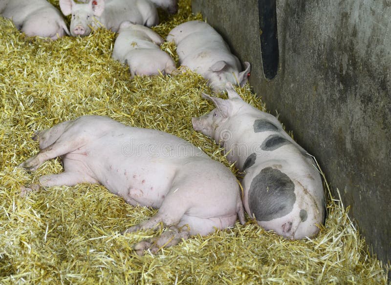 Austria, pig farming stock image. Image of farming, austria - 155517295