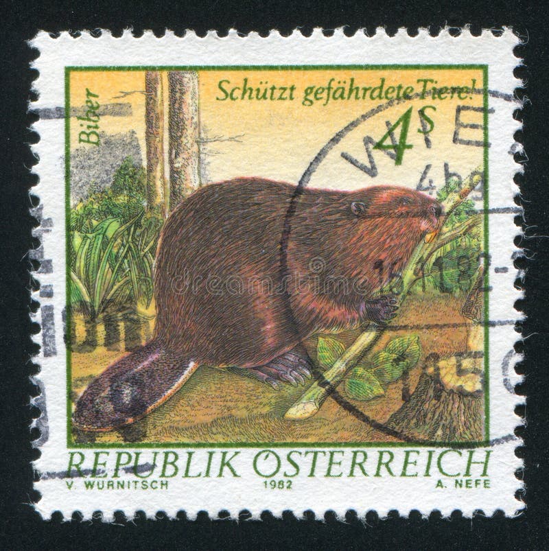 Beaver editorial stock image. Image of austria, nose - 293960364