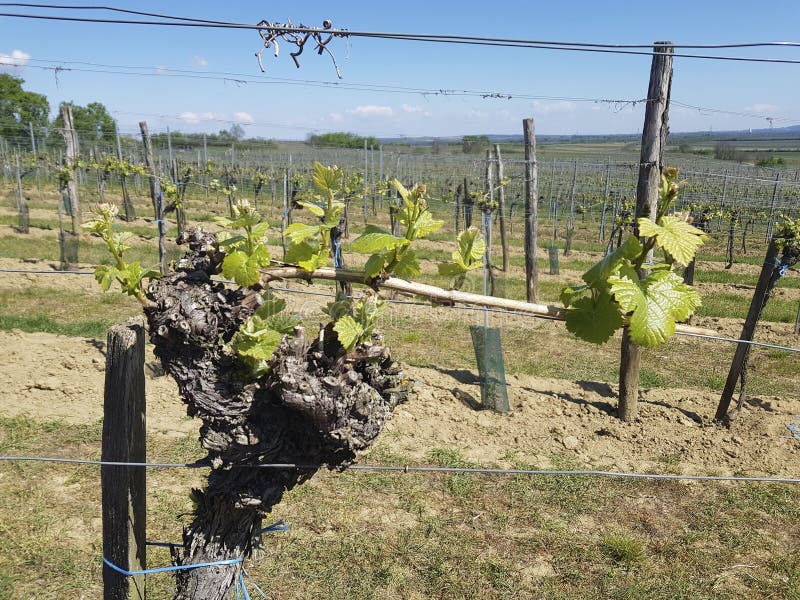 Austria, Viniculture, Wine Sprouts Stock Image - Image of agriculture ...