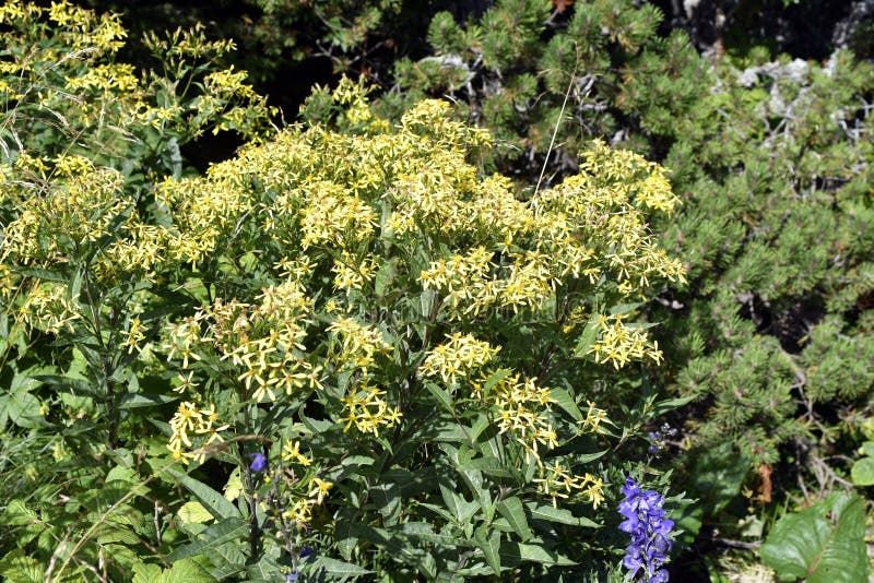 Austria, Senecio Flower, Rax Mountain Stock Photo - Image of nemorensis ...