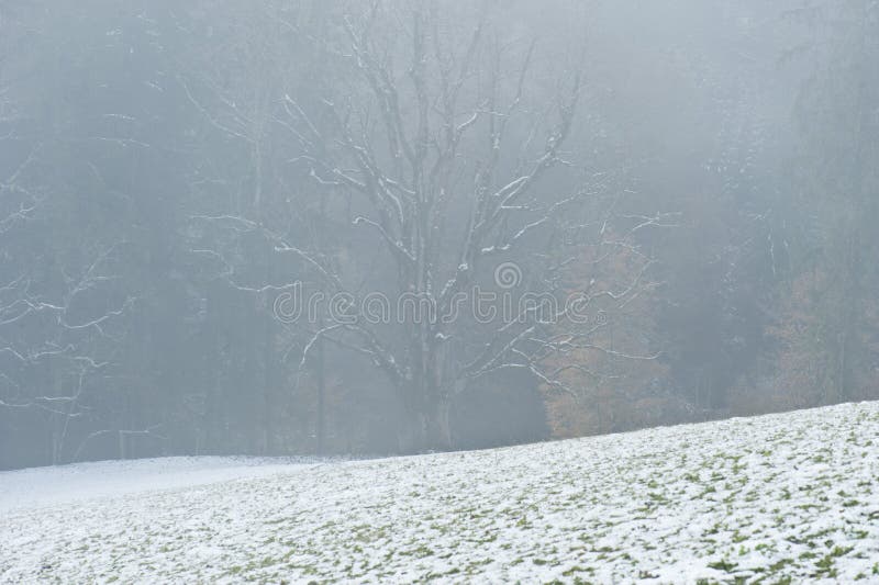 Austria, Salzburg, View of Tree in Snow Stock Image - Image of nature ...