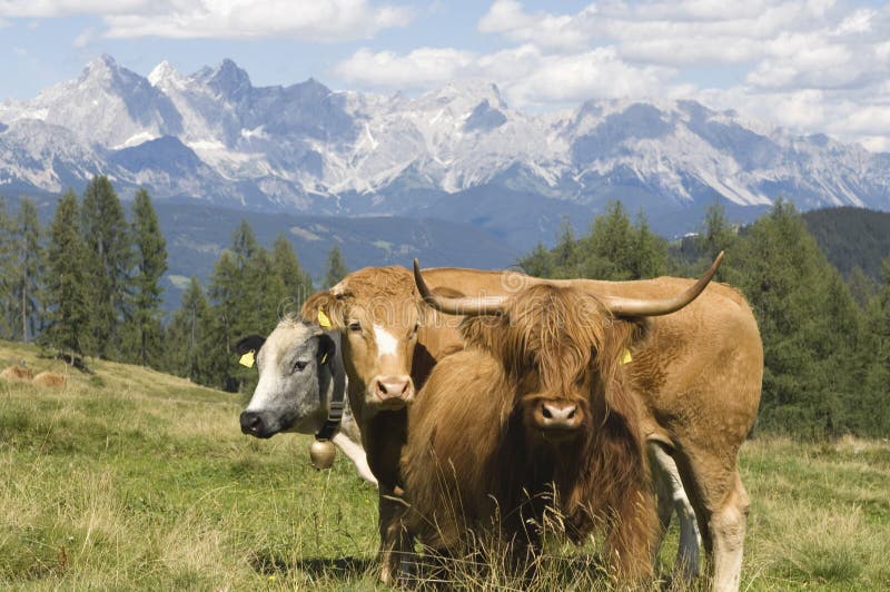 Austria, Salzburger Land, Cattle on Pasture Stock Photo - Image of ...