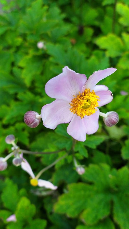 Austria, Vienn, 9. August 2022 Stock Image - Image of pink, rose: 253406249