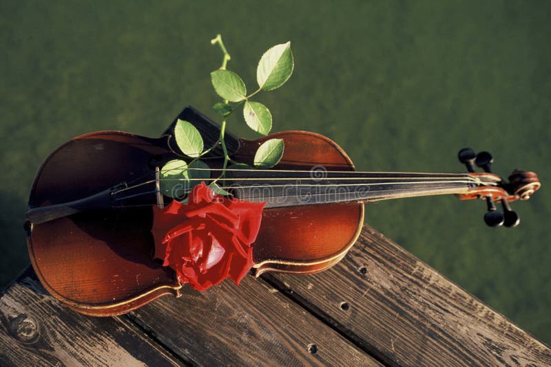 Austria, Violin with rose stock photo. Image of rose - 115137442