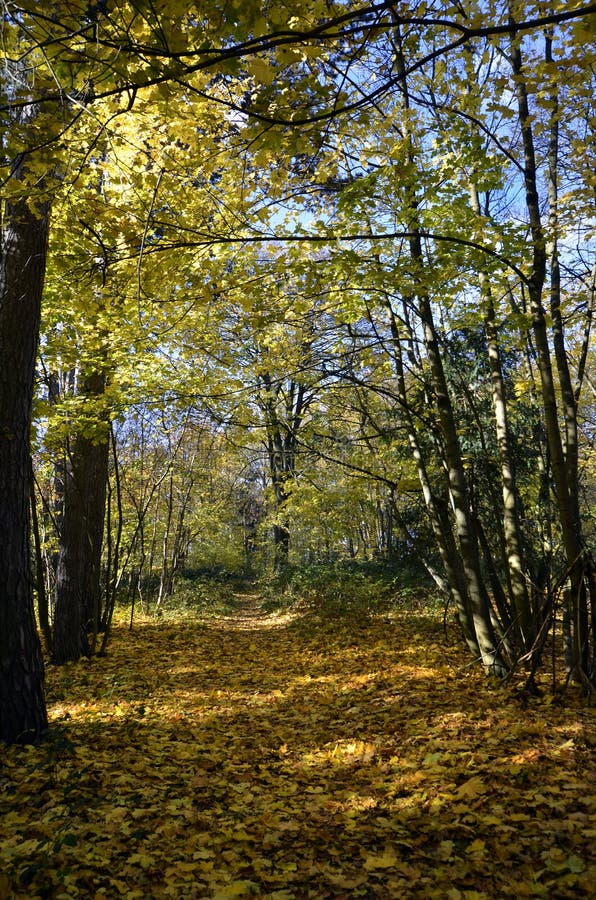 Austria, Wienerwald, Autumn Leaves Stock Image - Image of leaves ...