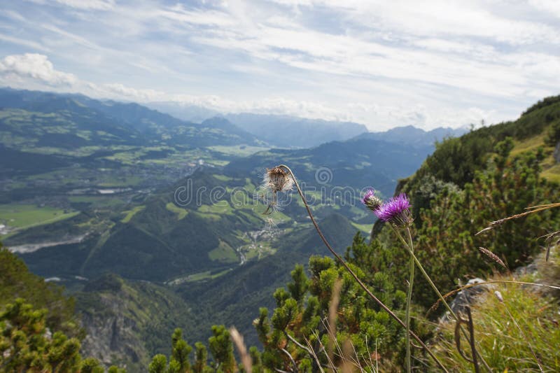 In the Austrian Alps stock image. Image of alps, flora - 47143055