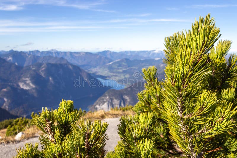 Austrian Alps Scenic View in Obertraun Stock Image - Image of austrian ...