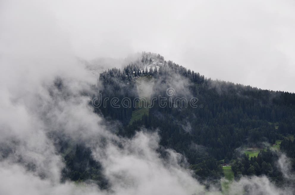Forest in Fogg -austrian Alps Stock Photo - Image of mist, nature ...