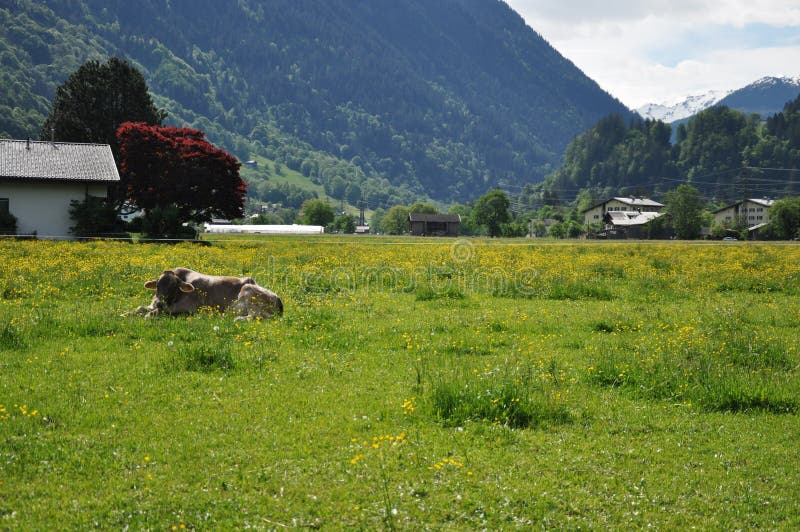 Cows on the Pasture - Alpine Landscape Photo Stock Image - Image of ...