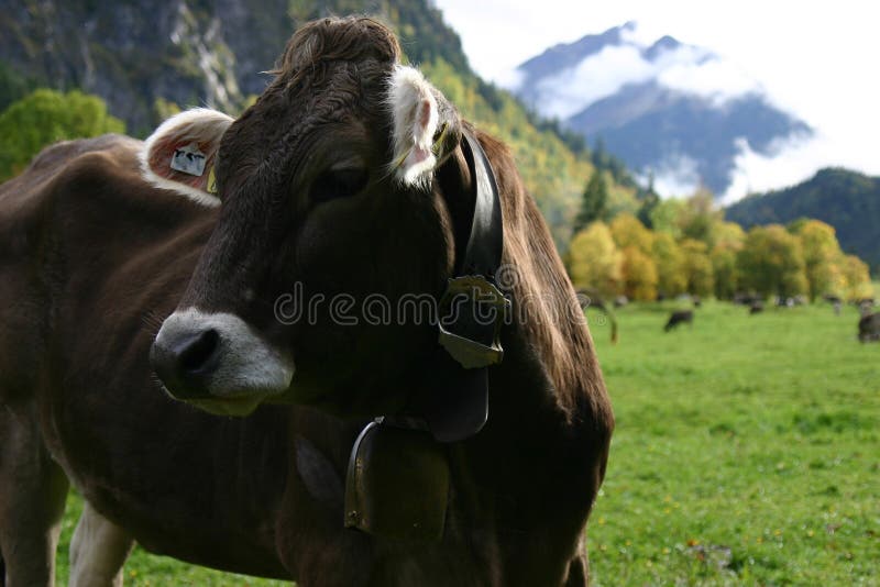 Austrian cow stock photo. Image of mountains, bells, brown - 56657992