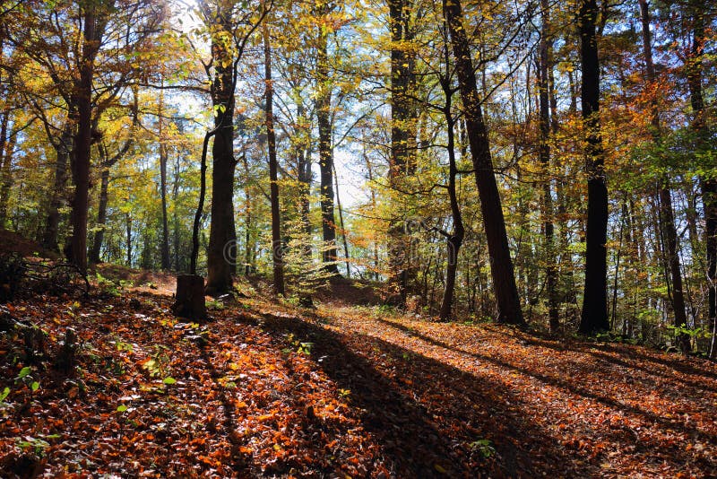 Austrian Forest stock image. Image of color, nature, calendar - 35131195