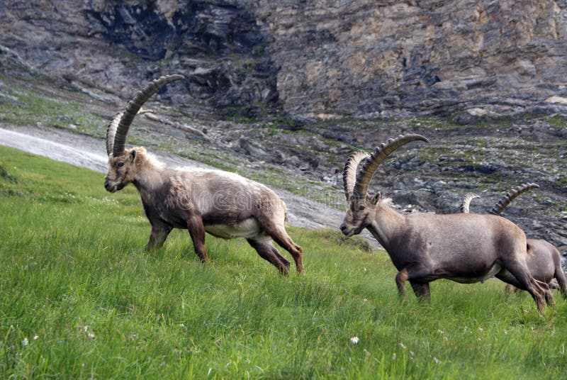 Ibex stock photo. Image of alpine, eyes, national, animal - 2731720