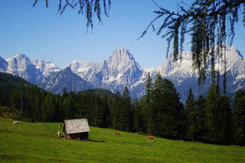 Austrian mountains stock photo. Image of evergreen, snow - 18006578