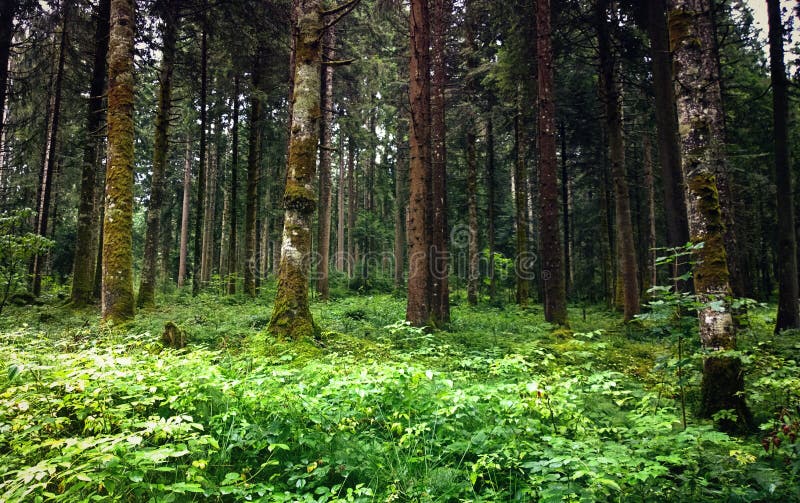 Austrian forest in summer stock image. Image of austria - 102872049