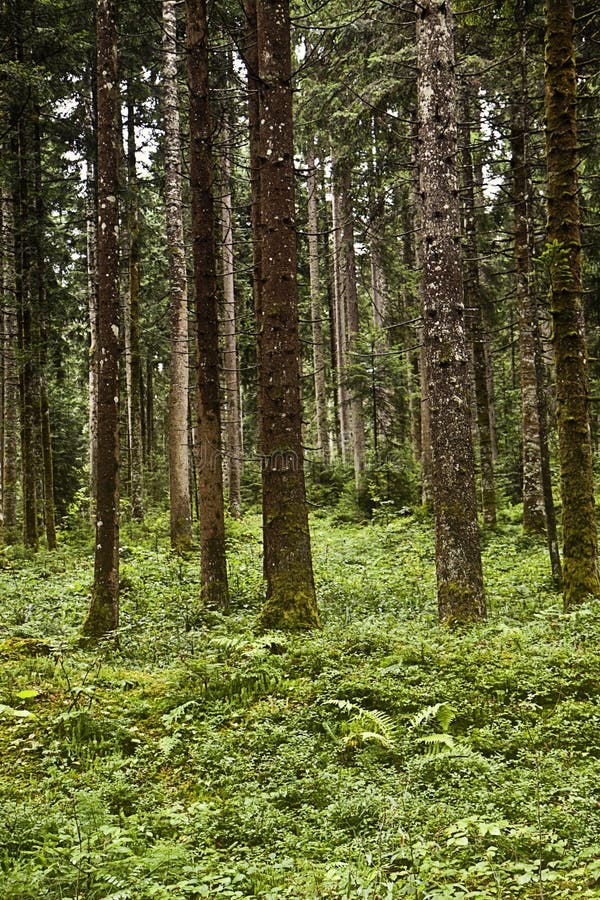 Austrian forest in summer stock photo. Image of summer - 102874654