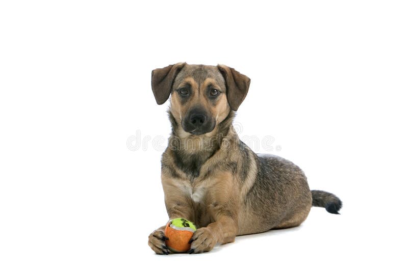 Austrian Pinscher dog stock image. Image of looks, looking - 6880837