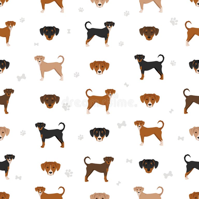 Austrian Pinscher Seamless Pattern. Different Poses, Coat Colors Set ...