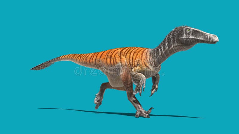 Austroraptor Runcycle Blue Screen Loop Dinosaurs 3D Rendering Animation ...