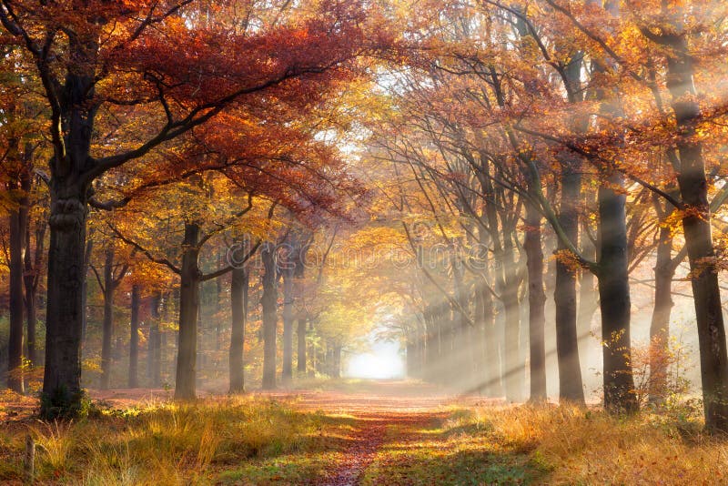 Golden Fall season forest stock image. Image of magical - 45358847
