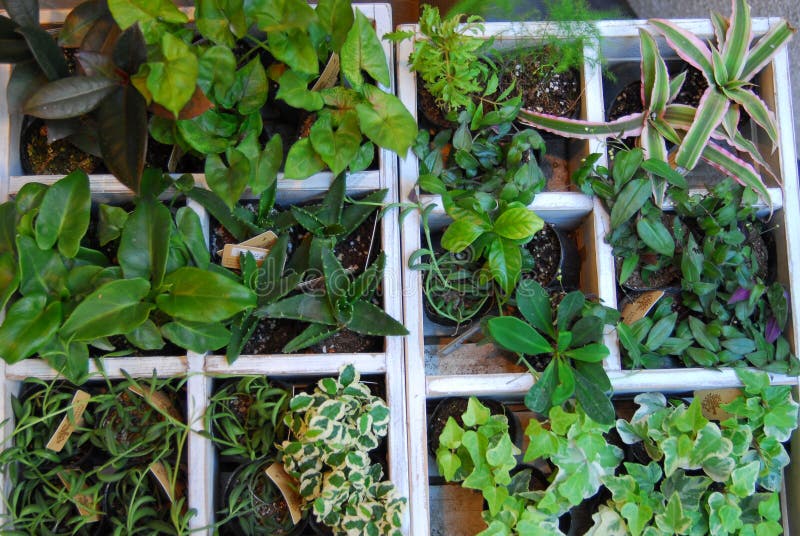 Trauben in Japan stockfoto. Bild von getränk, traube - 63680236